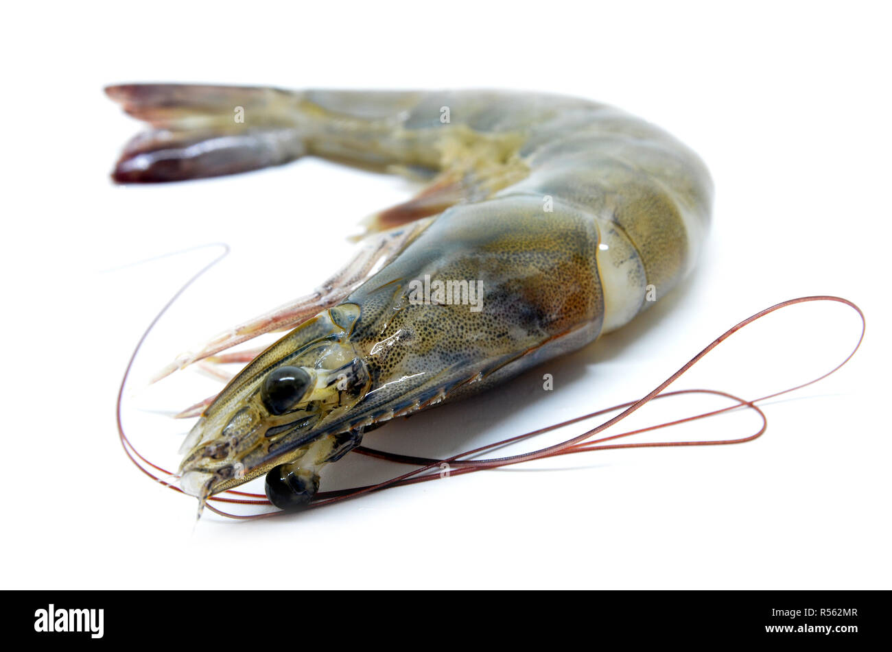 Fresh raw prawns Stock Photo - Alamy