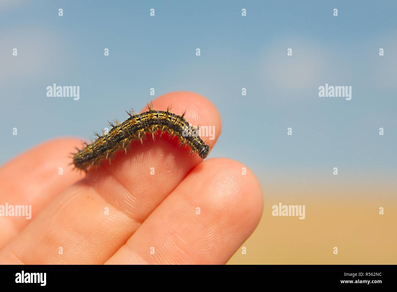 Caterpillar crawling on fingers Stock Photo - Alamy