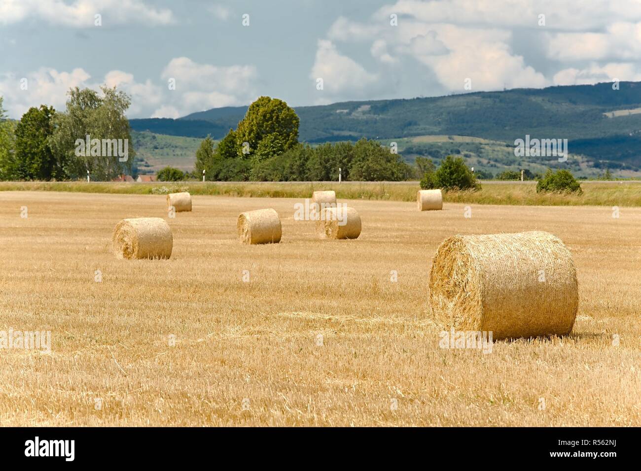 Agricultural field with bales Stock Photo - Alamy