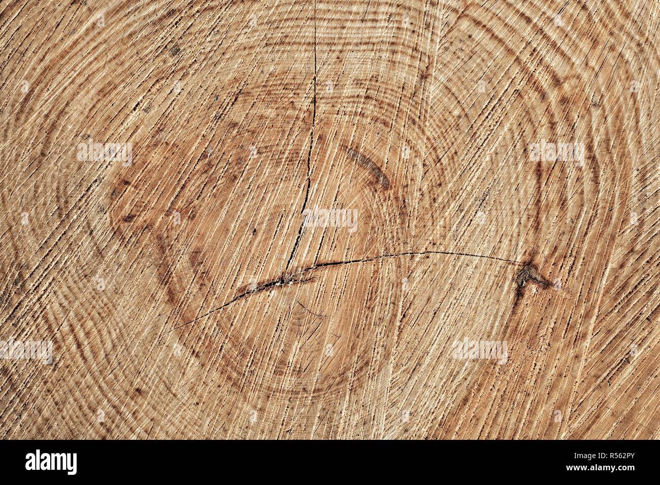 Tree trunk texture Stock Photo - Alamy