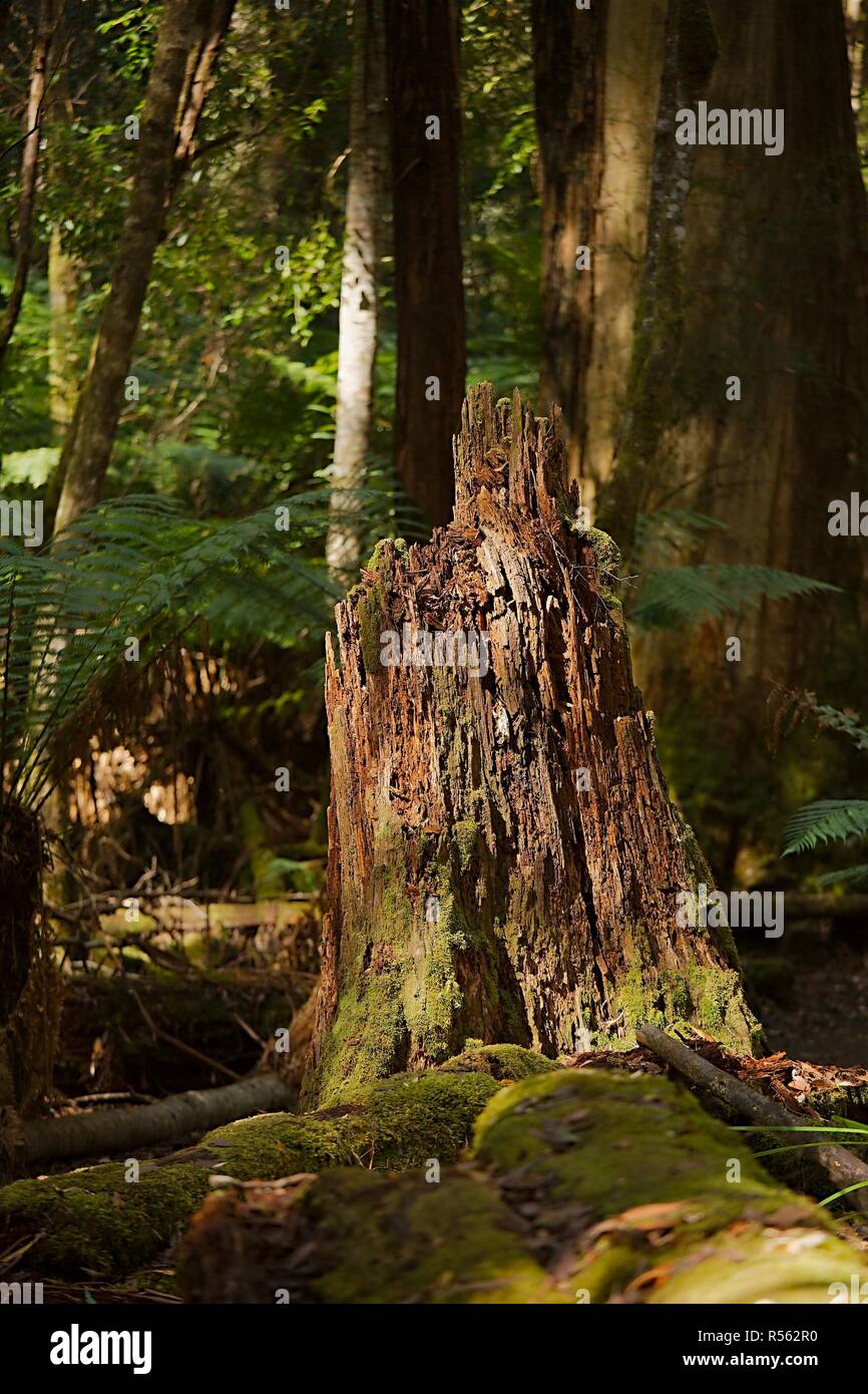 Tree trunk in a forest Stock Photo - Alamy