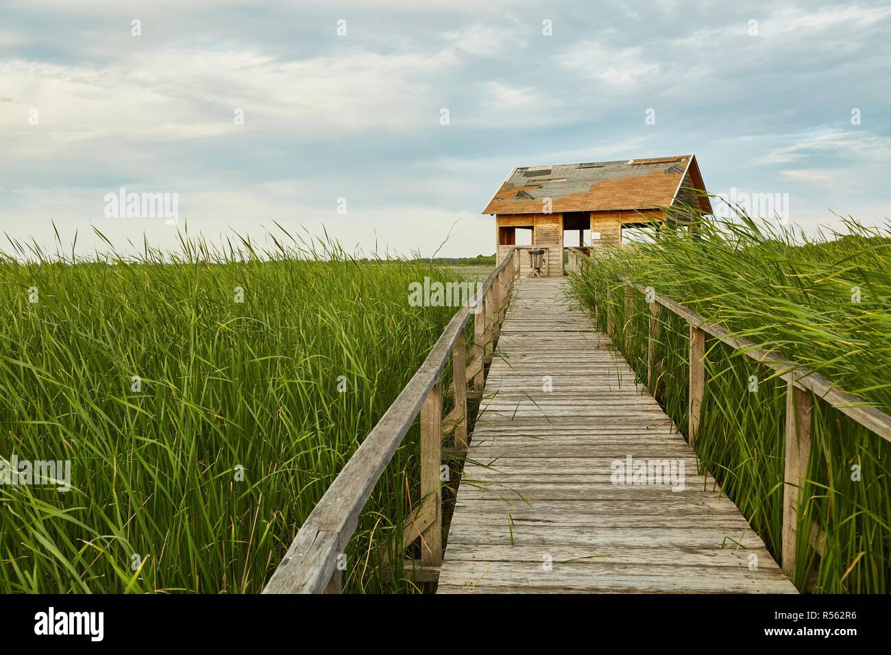 Swamp walking path Stock Photo - Alamy