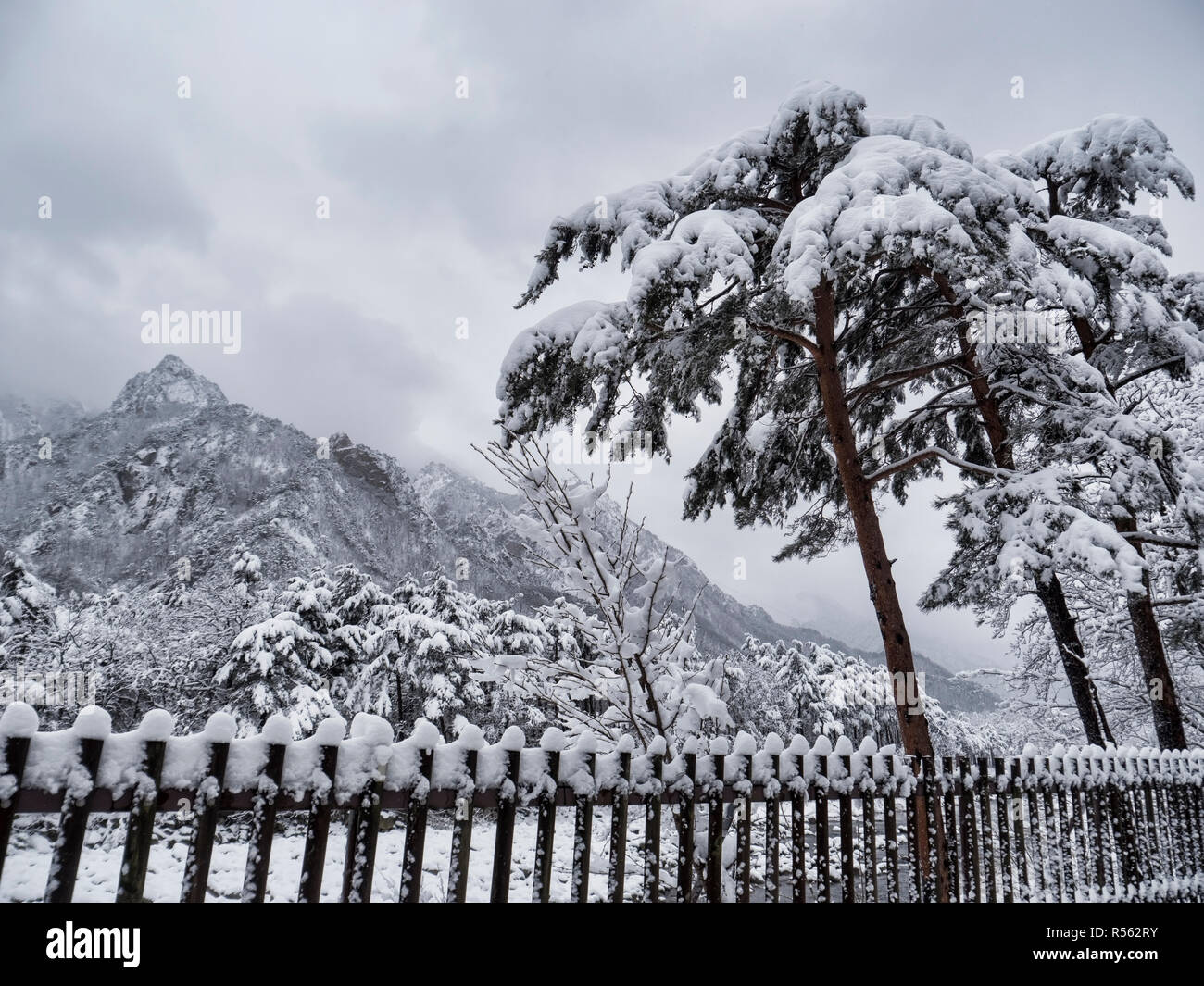 Korean pine hi-res stock photography and images - Alamy