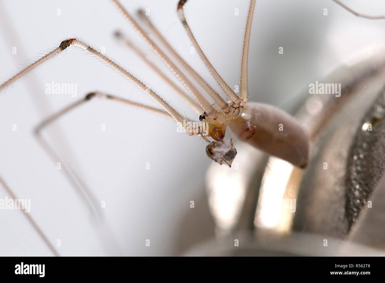 Spider eating an ant Stock Photo - Alamy