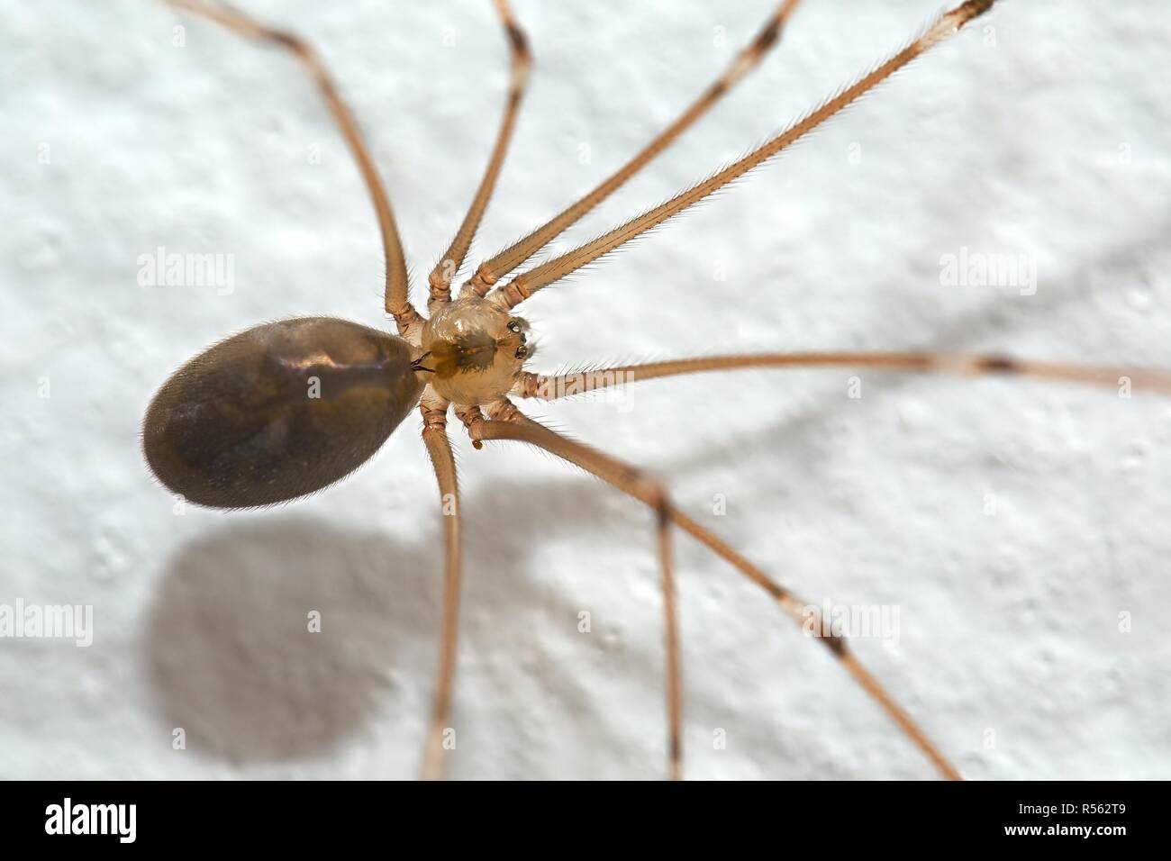Spider Extreme Closeup Stock Photo - Alamy