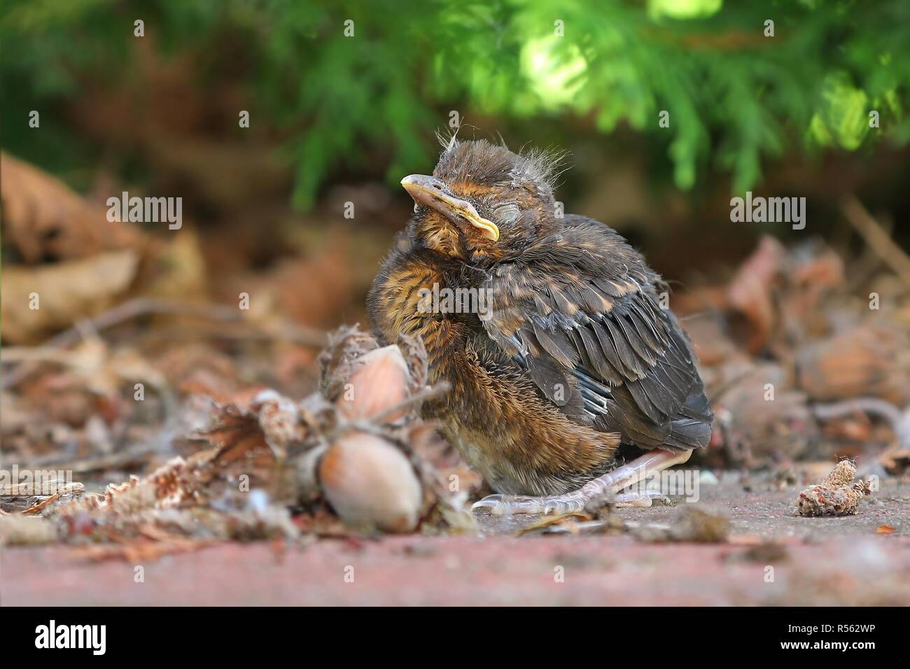Short bird hi-res stock photography and images - Alamy