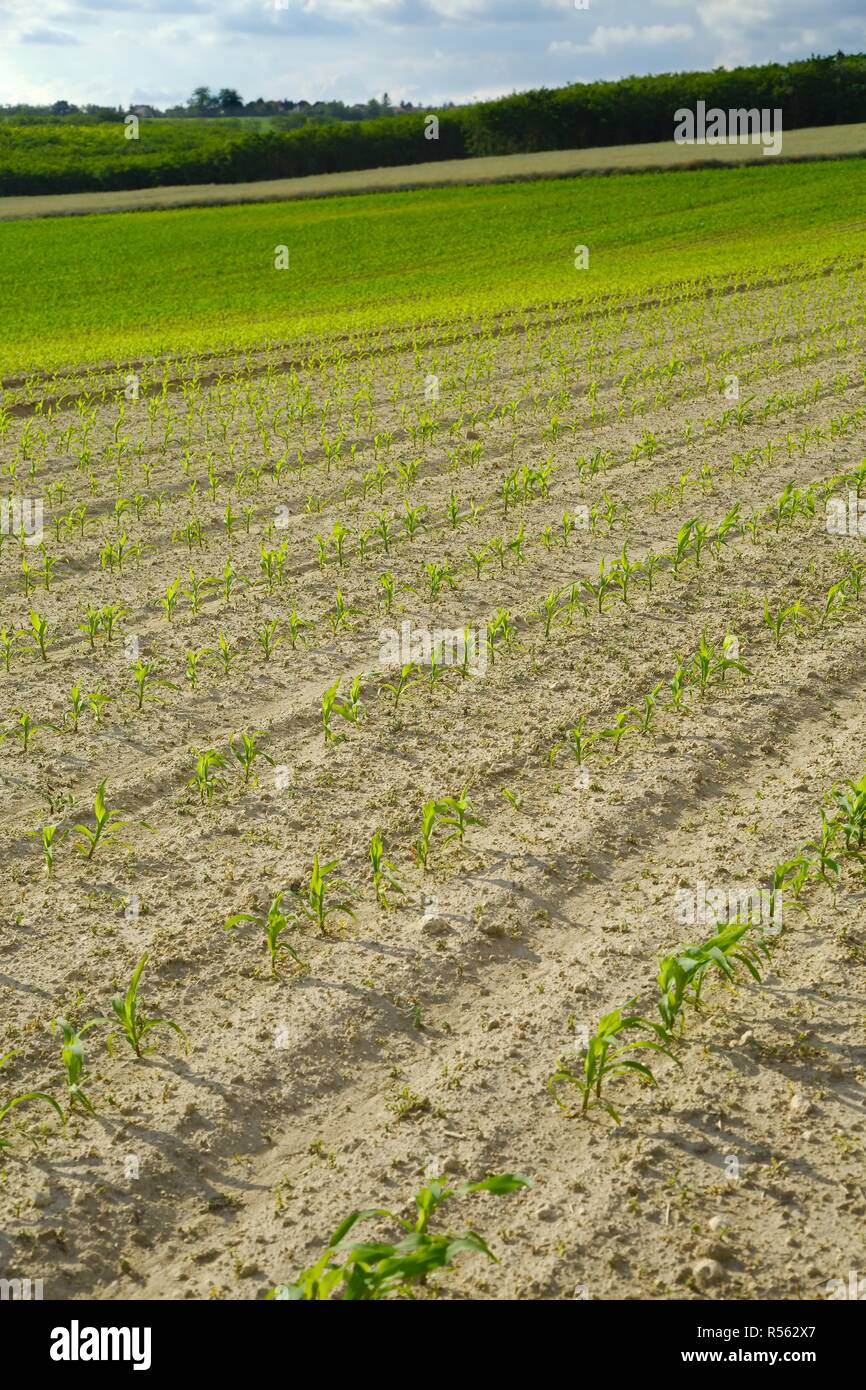 Agricultural field with plants Stock Photo - Alamy