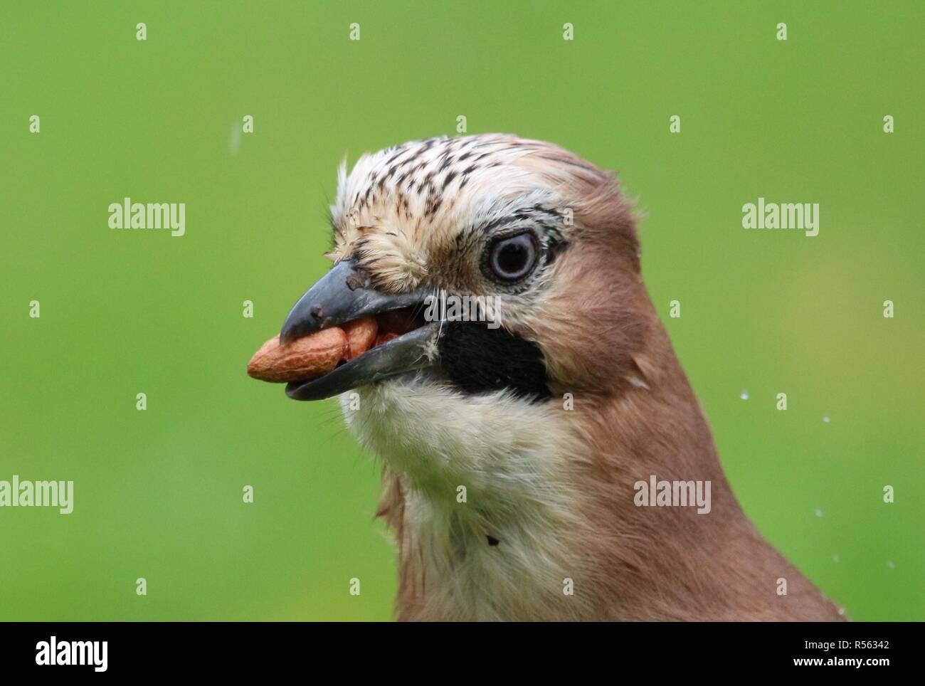 Cardiff birdwatching hi-res stock photography and images - Alamy