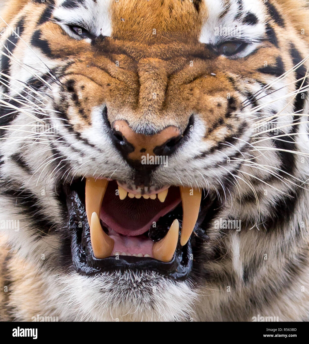 Angry snarling teeth fangs hi-res stock photography and images - Alamy