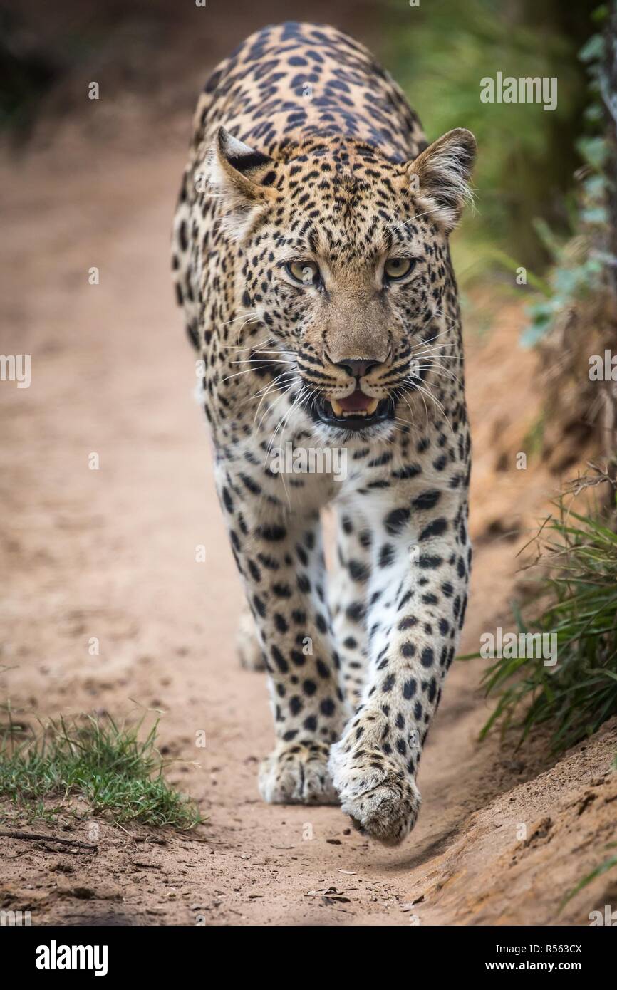 Magnificent Leopard Big Cat Stock Photo - Alamy