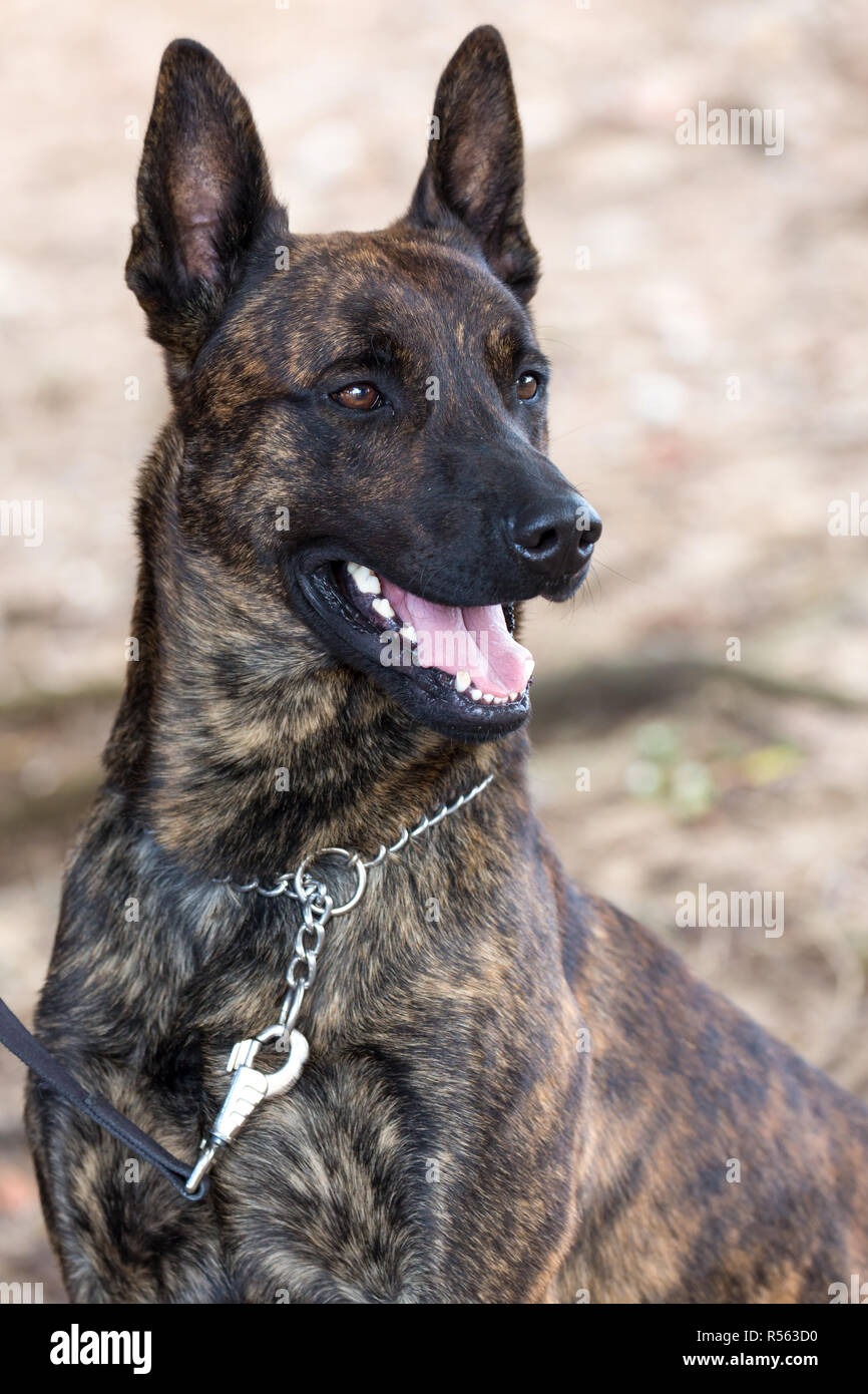 Brindle Belgian Malinois Police Dogs
