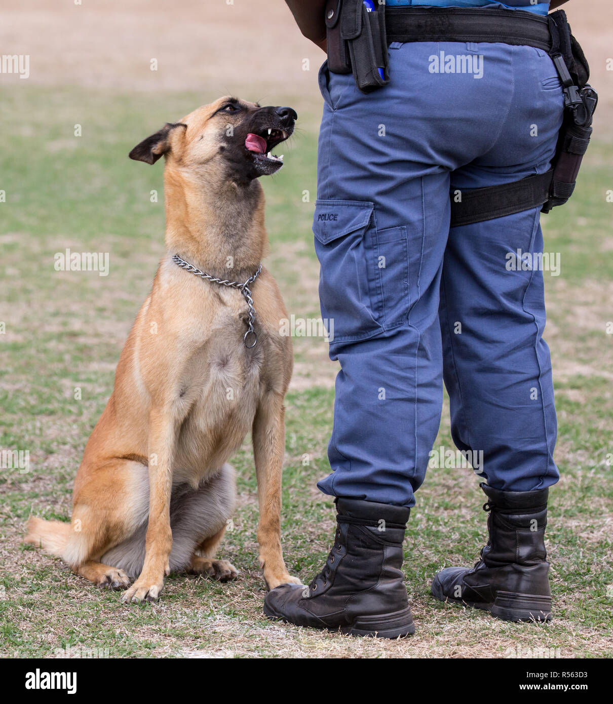 Police Dog and Handler Stock Photo - Alamy