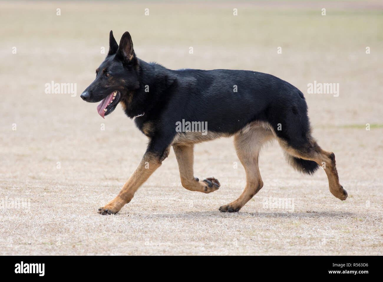 Police Dog Portrait Stock Photo - Alamy
