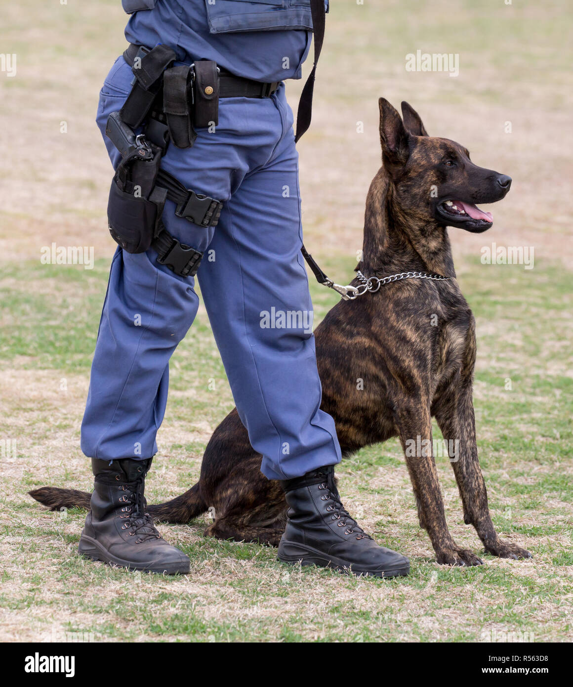 Police dog with handler hi-res stock photography and images - Alamy