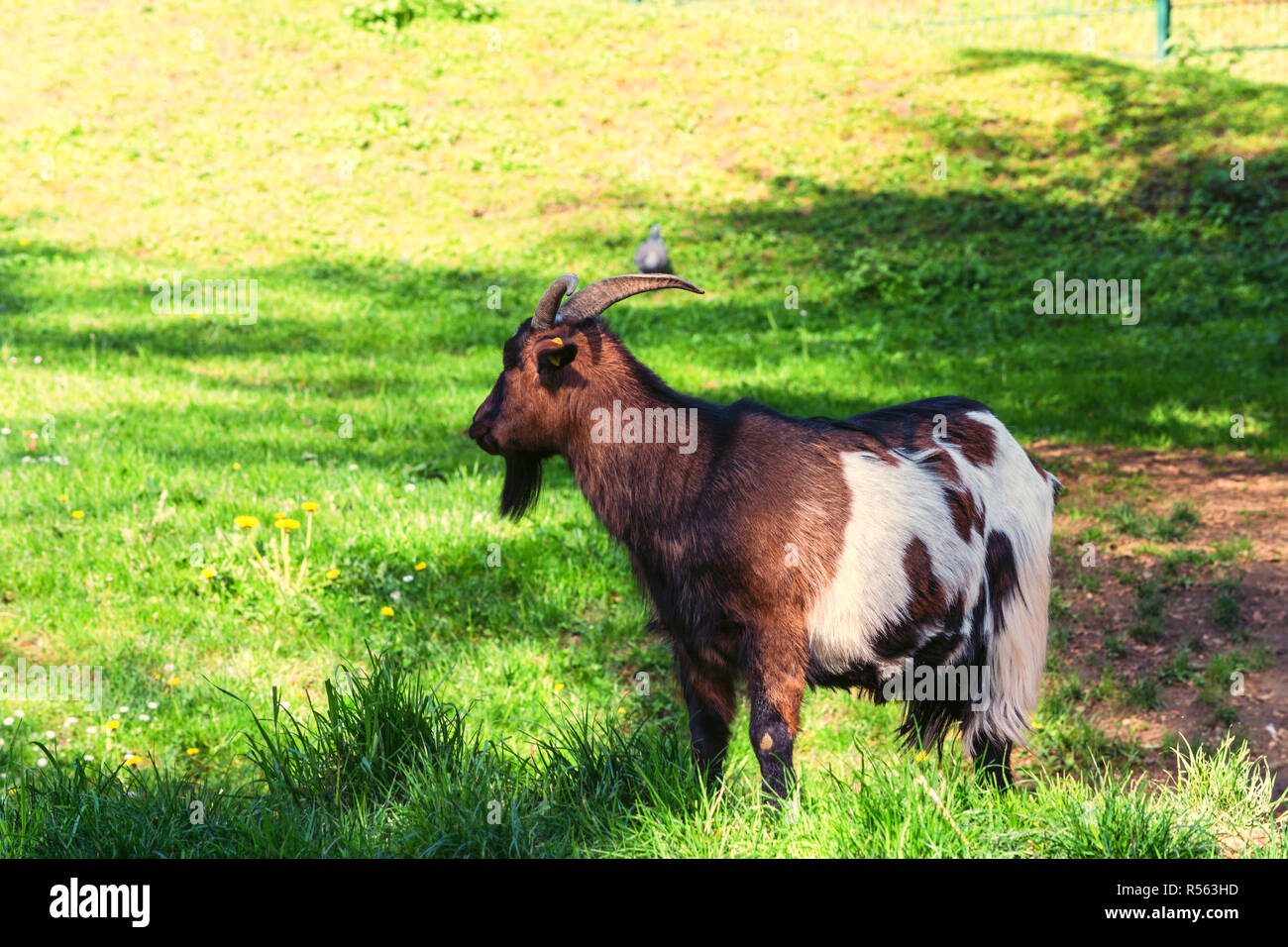 Goat browse hi-res stock photography and images - Alamy