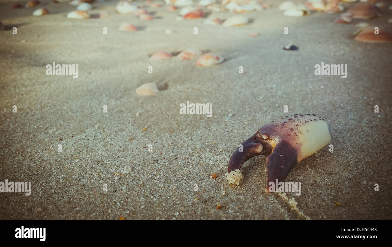 Dead crab claw on the sand at the beach Stock Photo - Alamy