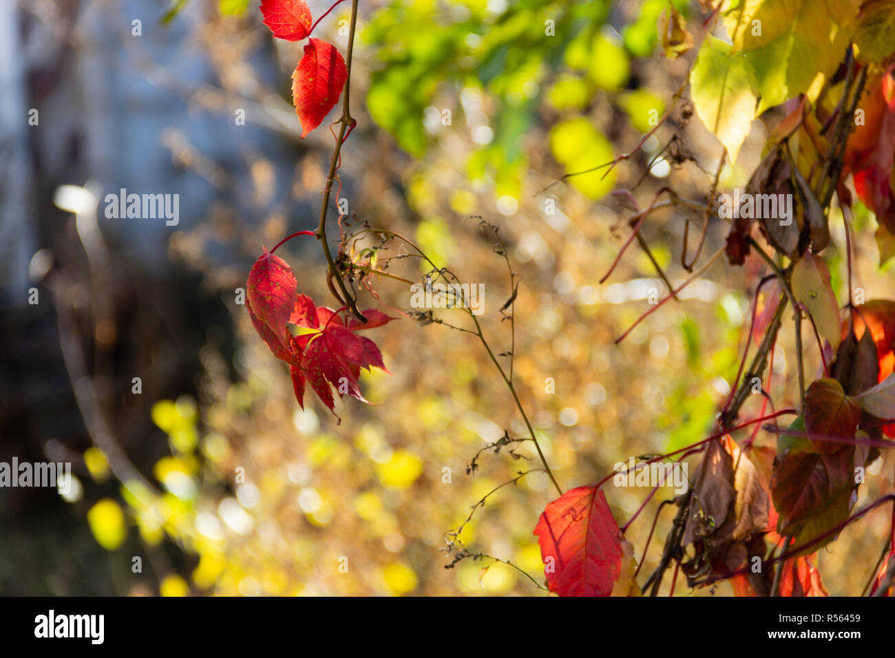 Red leaves of curling ornamental grapes in November. Also known as ...