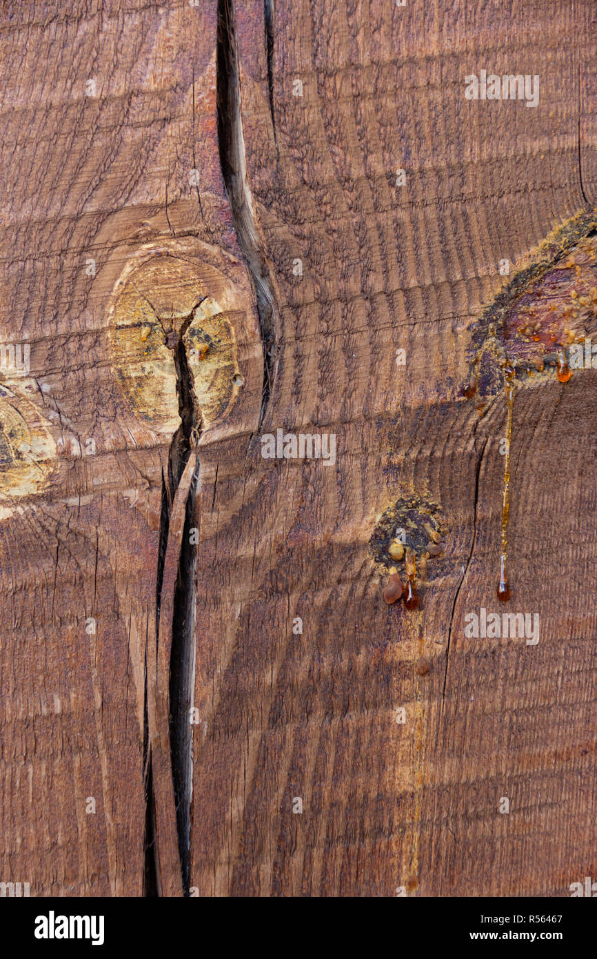 Wooden pine beam with a crack painted by stain. Macro texture ...