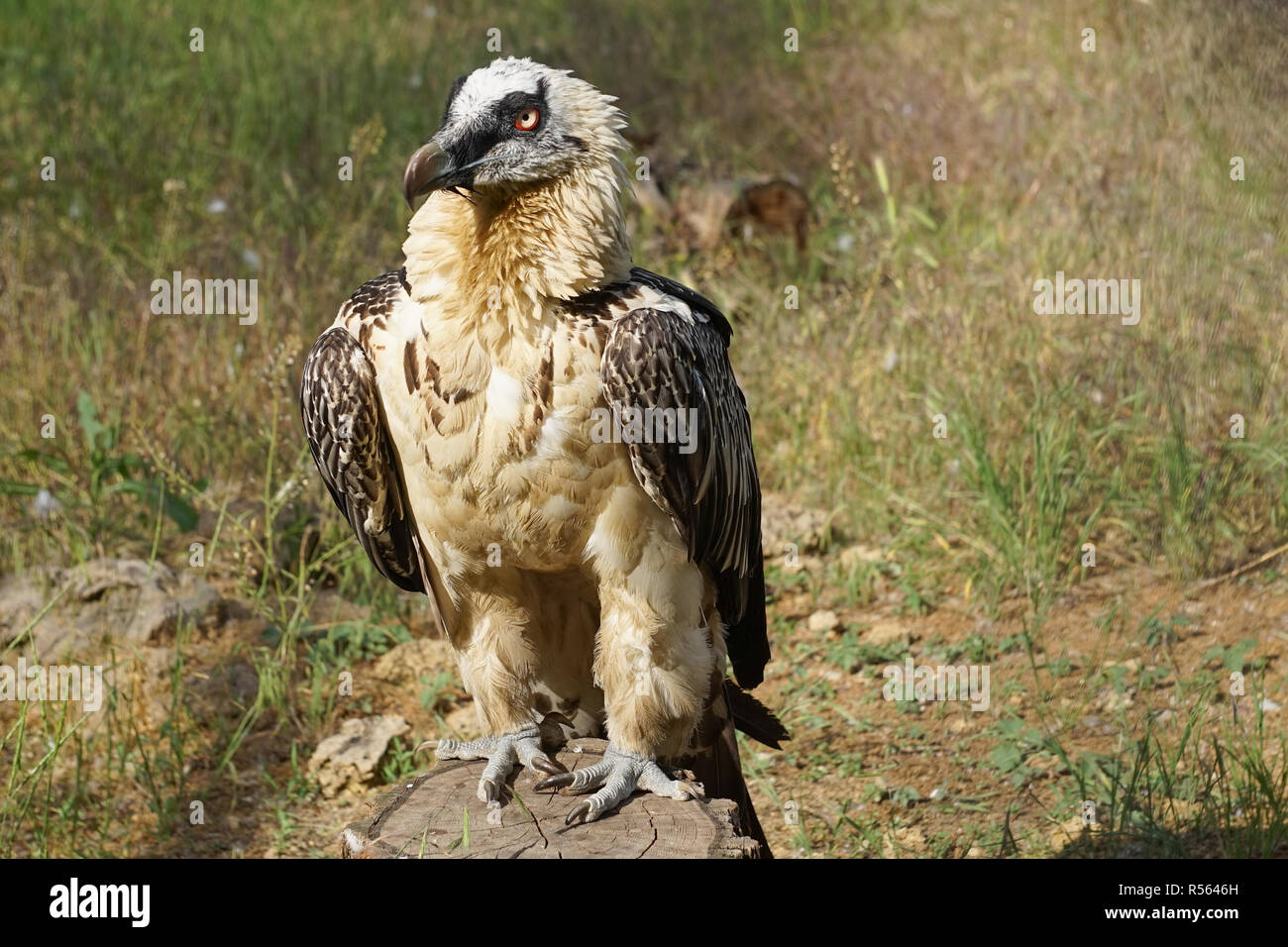 Portrait of a large bird of prey on a green background Stock Photo - Alamy