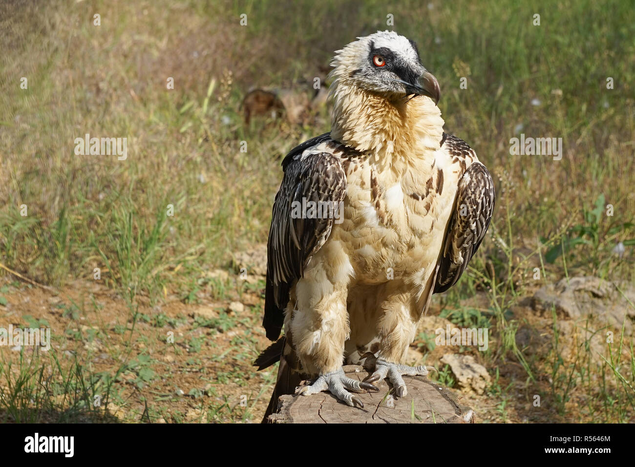 Portrait of a large bird of prey on a green background Stock Photo - Alamy