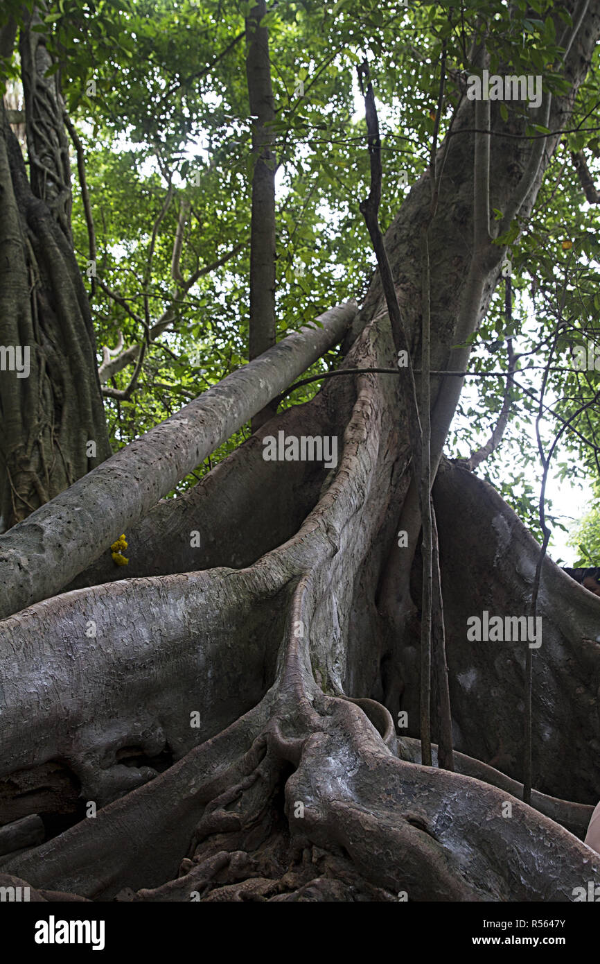 tree root giant trunk Stock Photo - Alamy