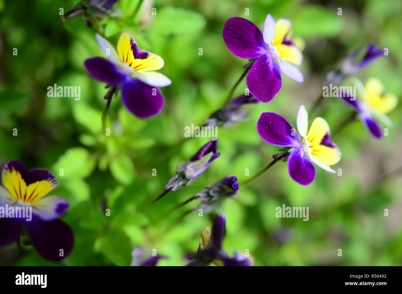 Violet-yellow violets on the green grass Stock Photo - Alamy