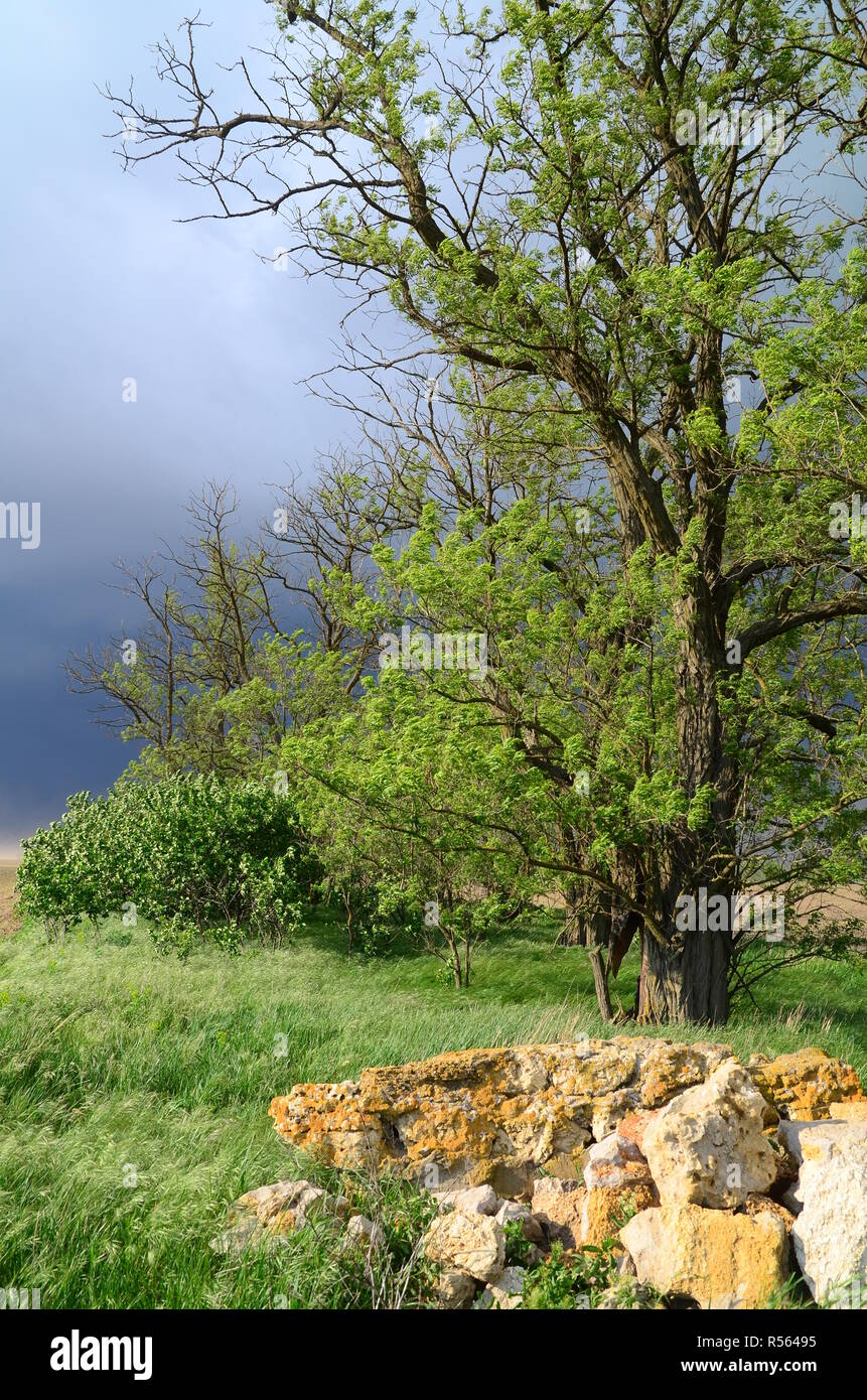 Trees and bushes in the middle of the field Stock Photo - Alamy