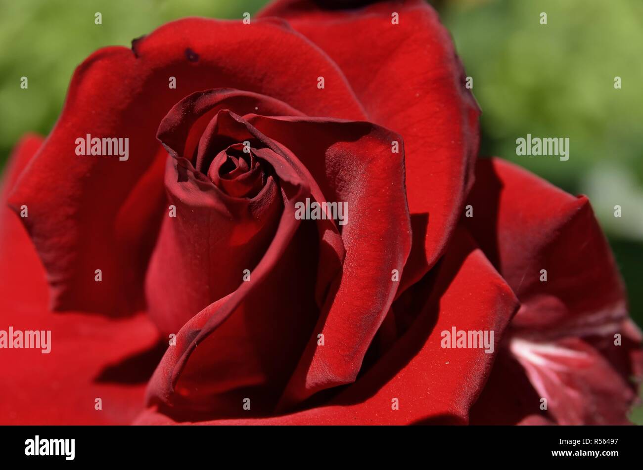 Single red rose on grass hi-res stock photography and images - Alamy