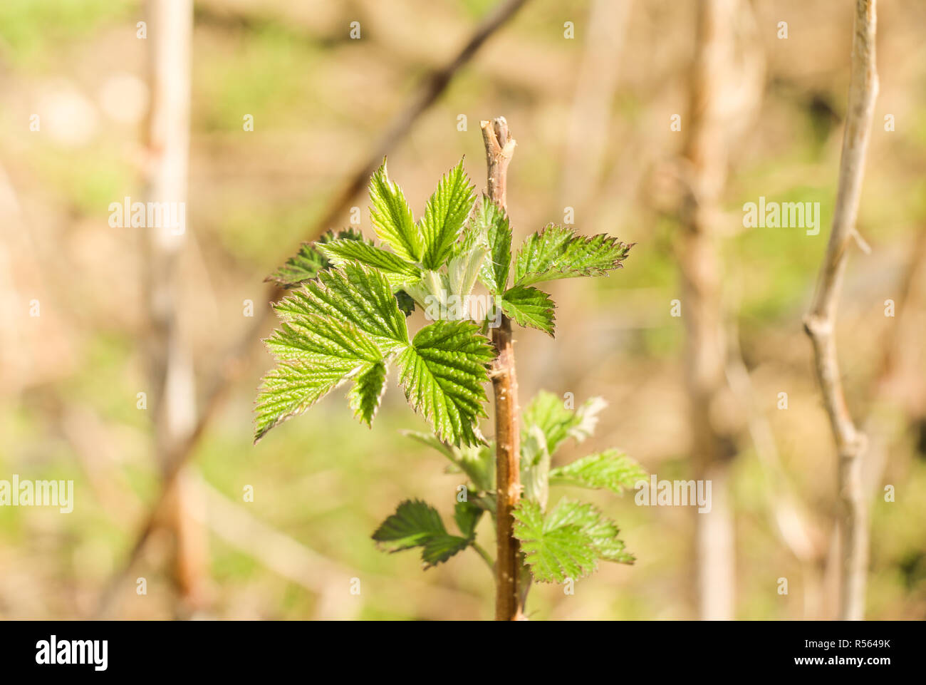 Raspberry branch with green leaves Stock Photo - Alamy