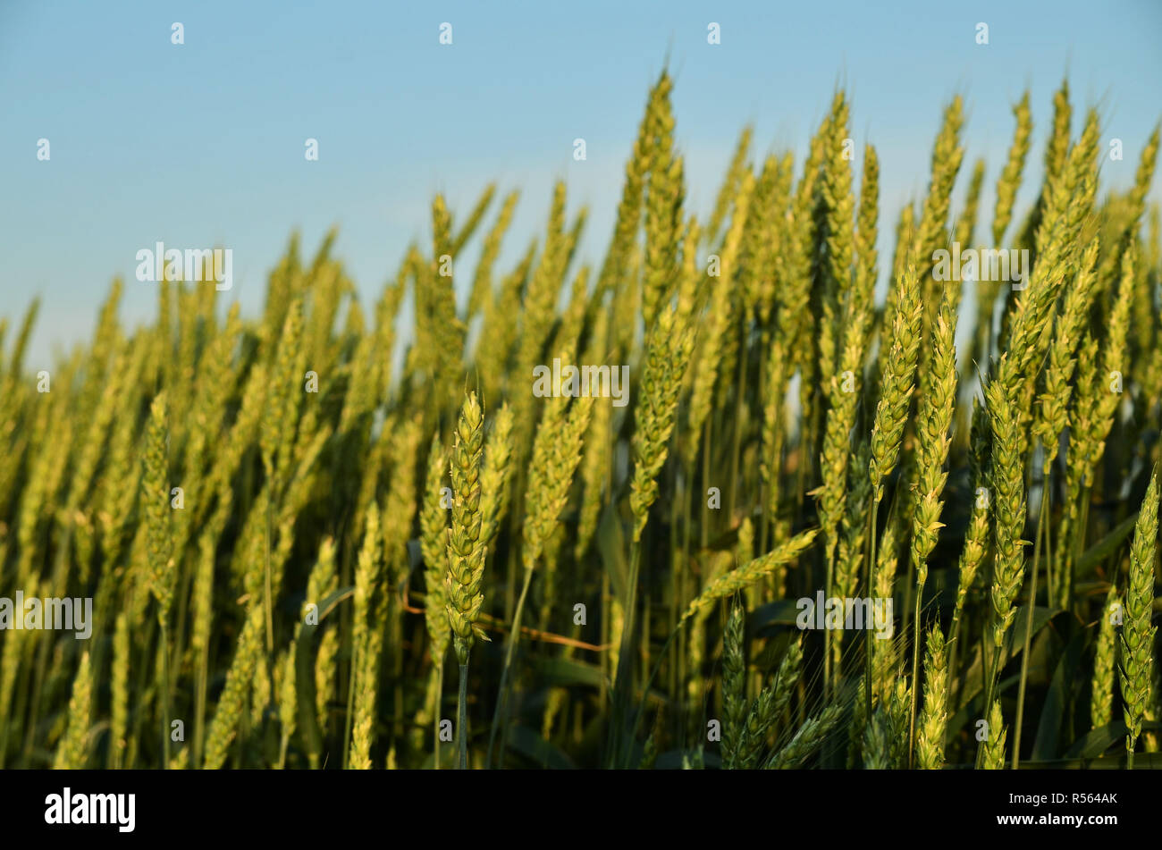 Wild spikelets in soft hi-res stock photography and images - Alamy