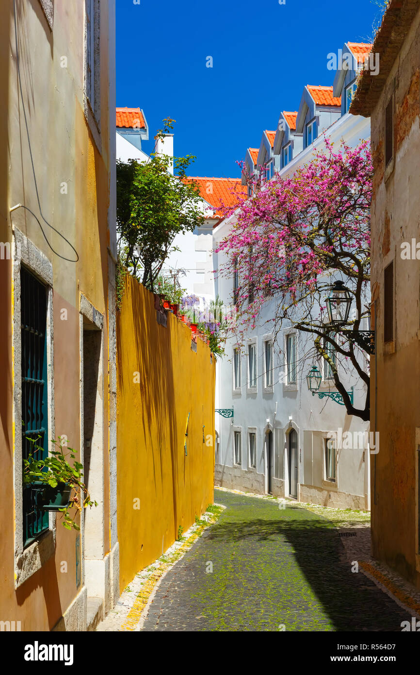 Spring typical Lisbon street, Portugal Stock Photo - Alamy