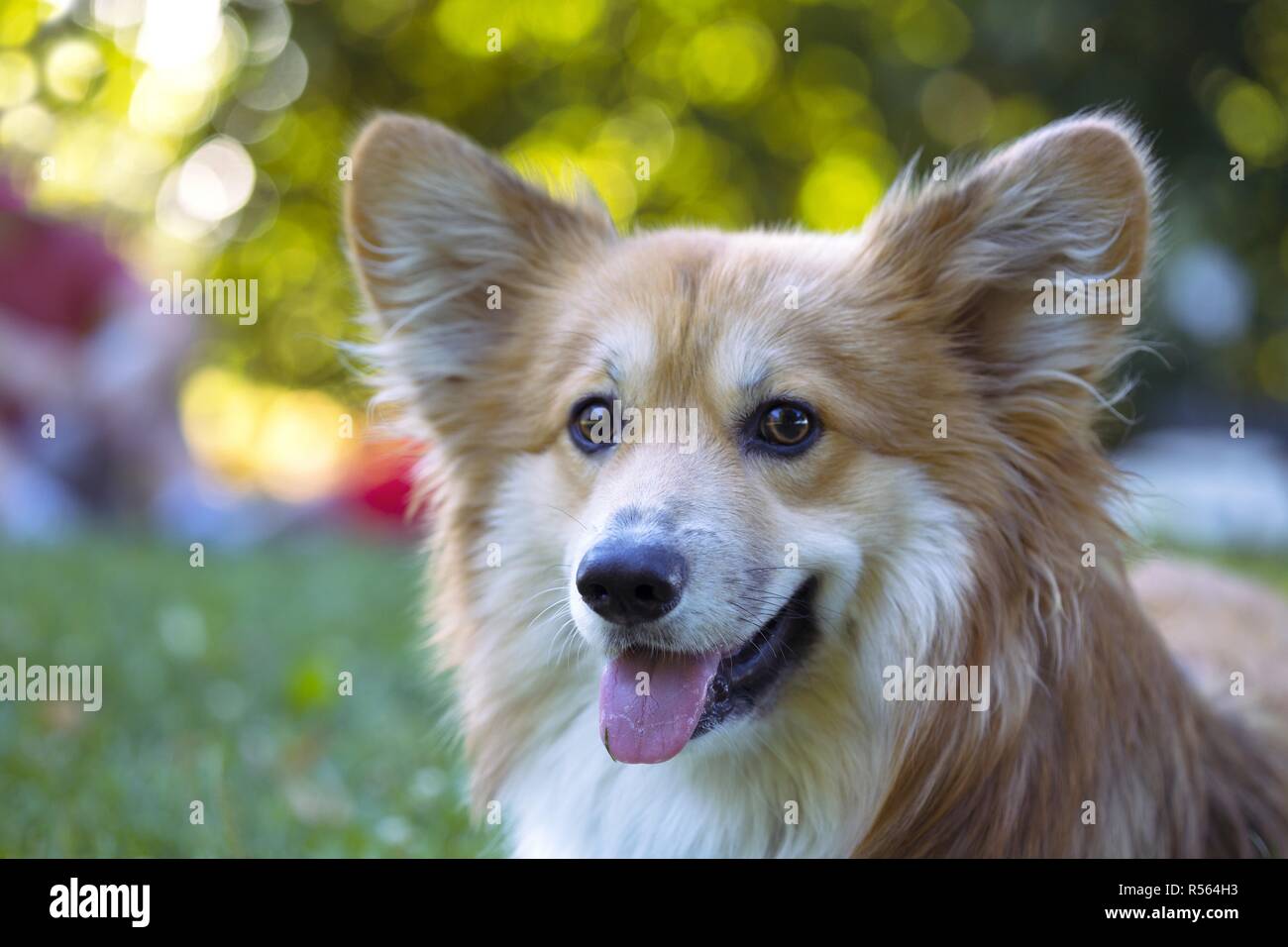 corgi fluffy close up portrait at the outdoor Stock Photo - Alamy