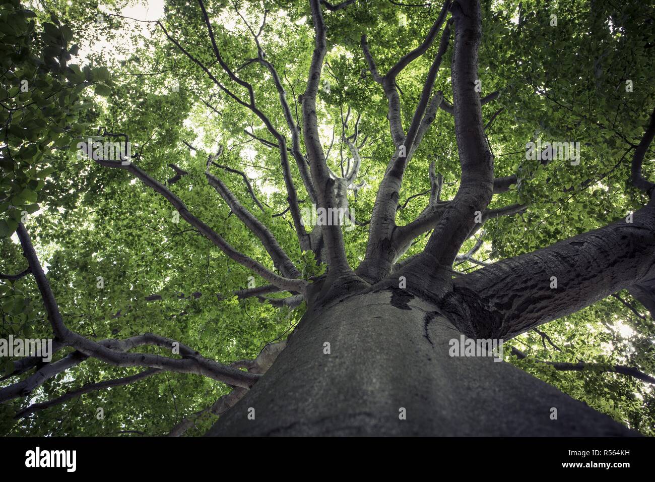 Green spreading crown of beech tree at the forest Stock Photo - Alamy
