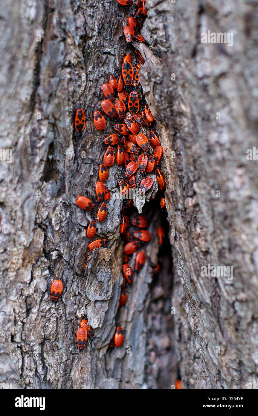 Colony pyrrhocoris apterus firebugs hi-res stock photography and images ...