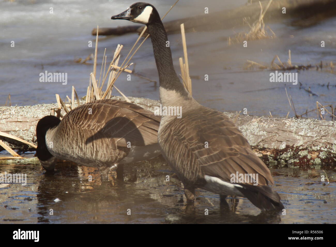 Bustard /Bernache du Canada en repos lors de leur migration Stock Photo ...