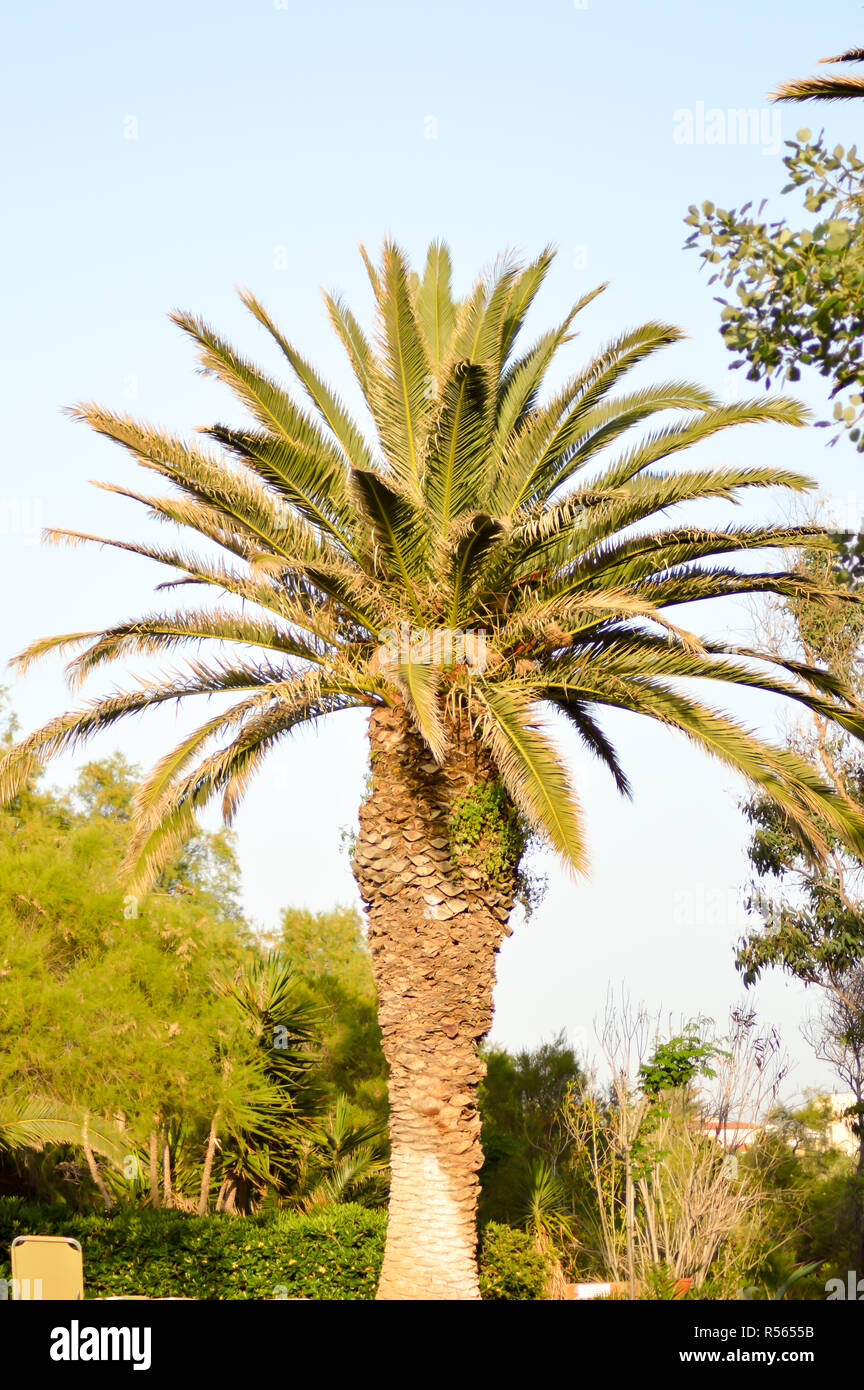 Isolated palm tree in a garden Stock Photo - Alamy