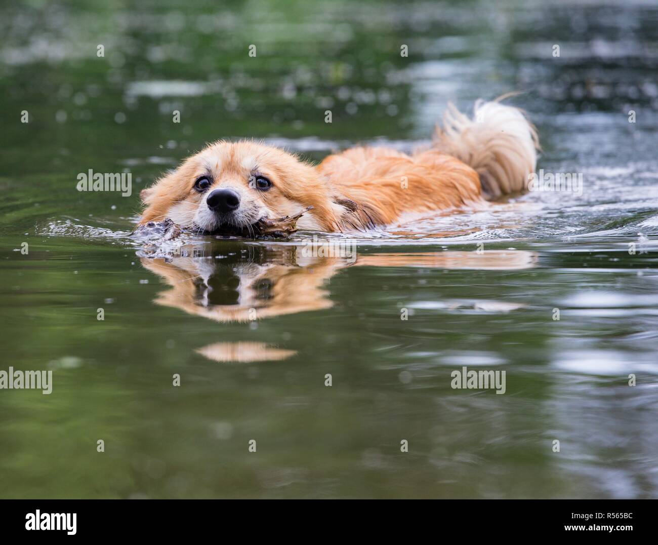 swimming fluffy corgi dog holding the stick at the teeth Stock Photo ...