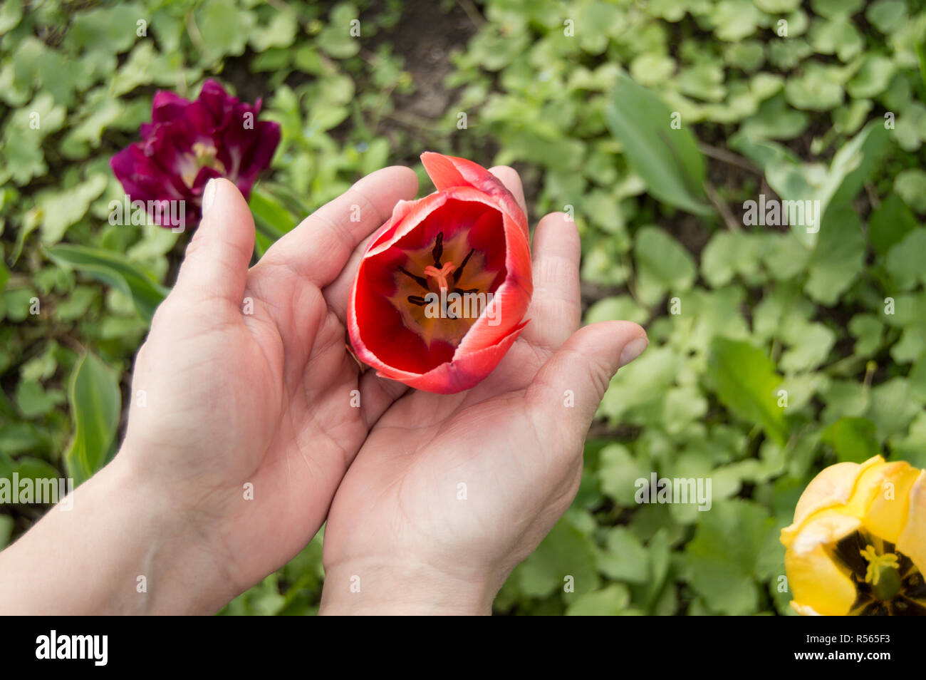 hands with tulips in his hands, near a lot of beautiful multicolored ...