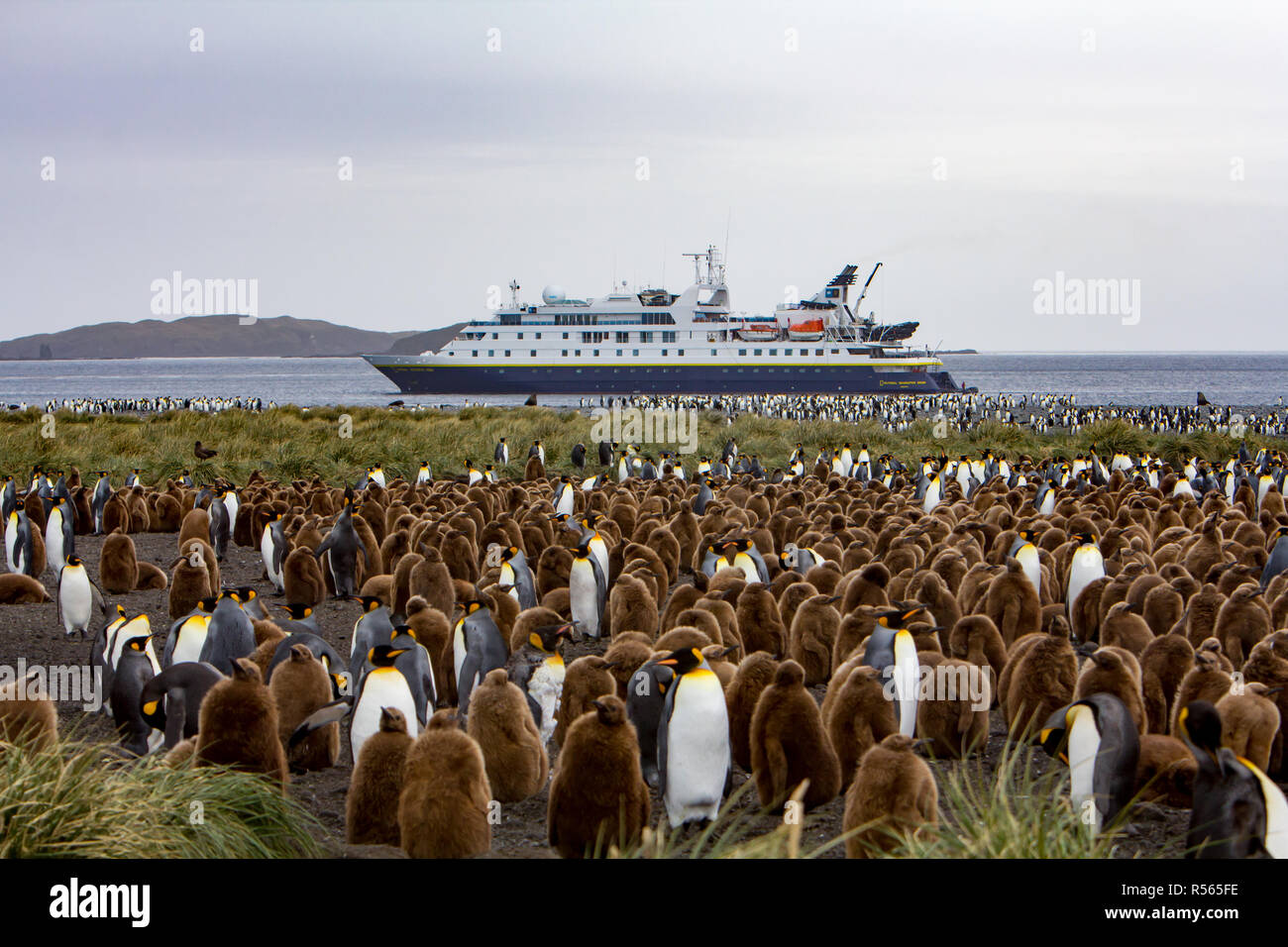 A large colony of king penguins on South Georgia Island with the ...