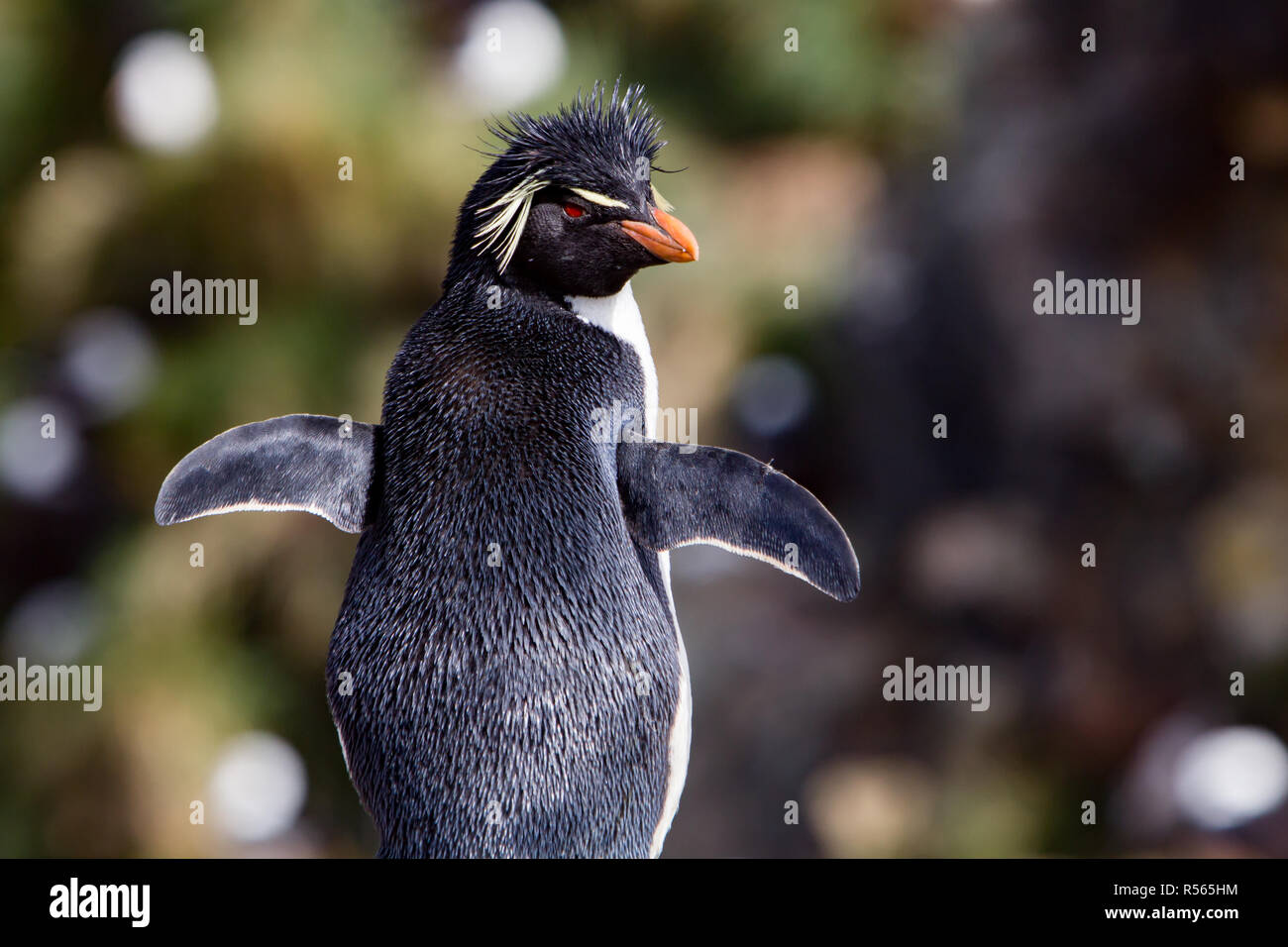 Southern Rockhopper penguins showing off their distinctive feathers in ...