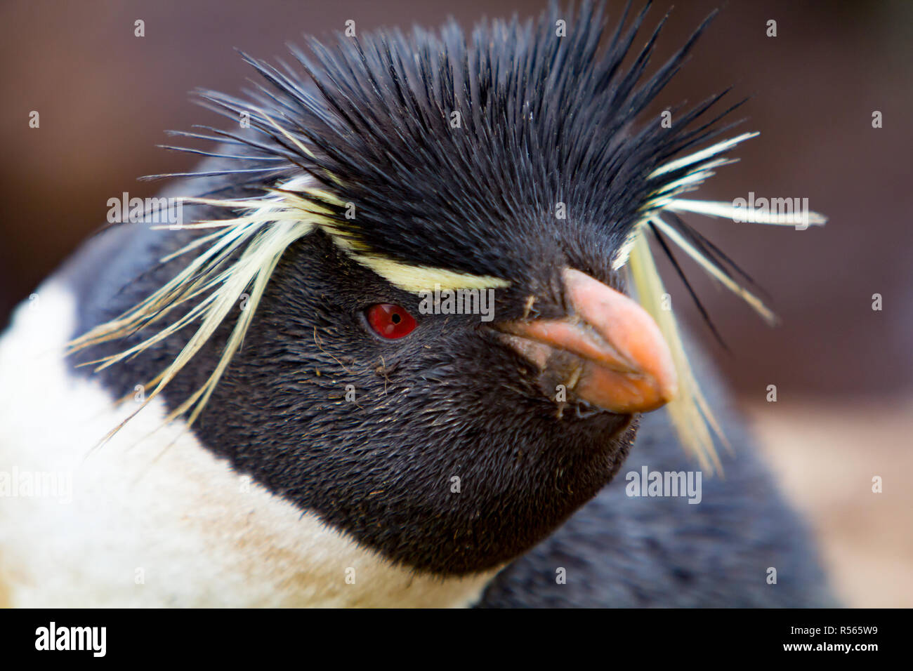 Southern Rockhopper penguins showing off their distinctive feathers in ...