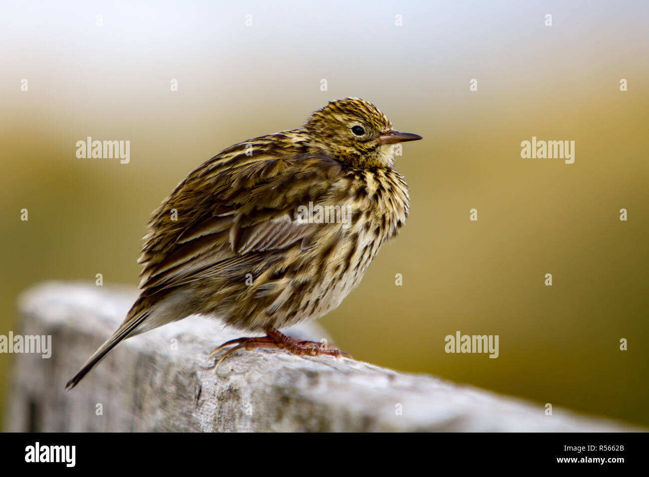 Southernmost songbird in the world hi-res stock photography and images ...