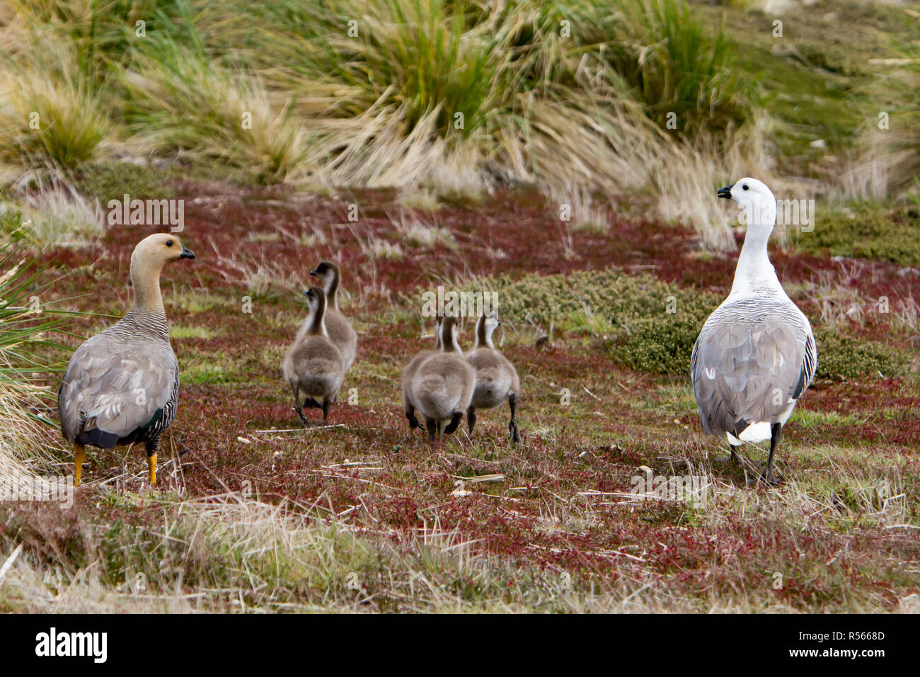 Wildlife carcass hi-res stock photography and images - Alamy
