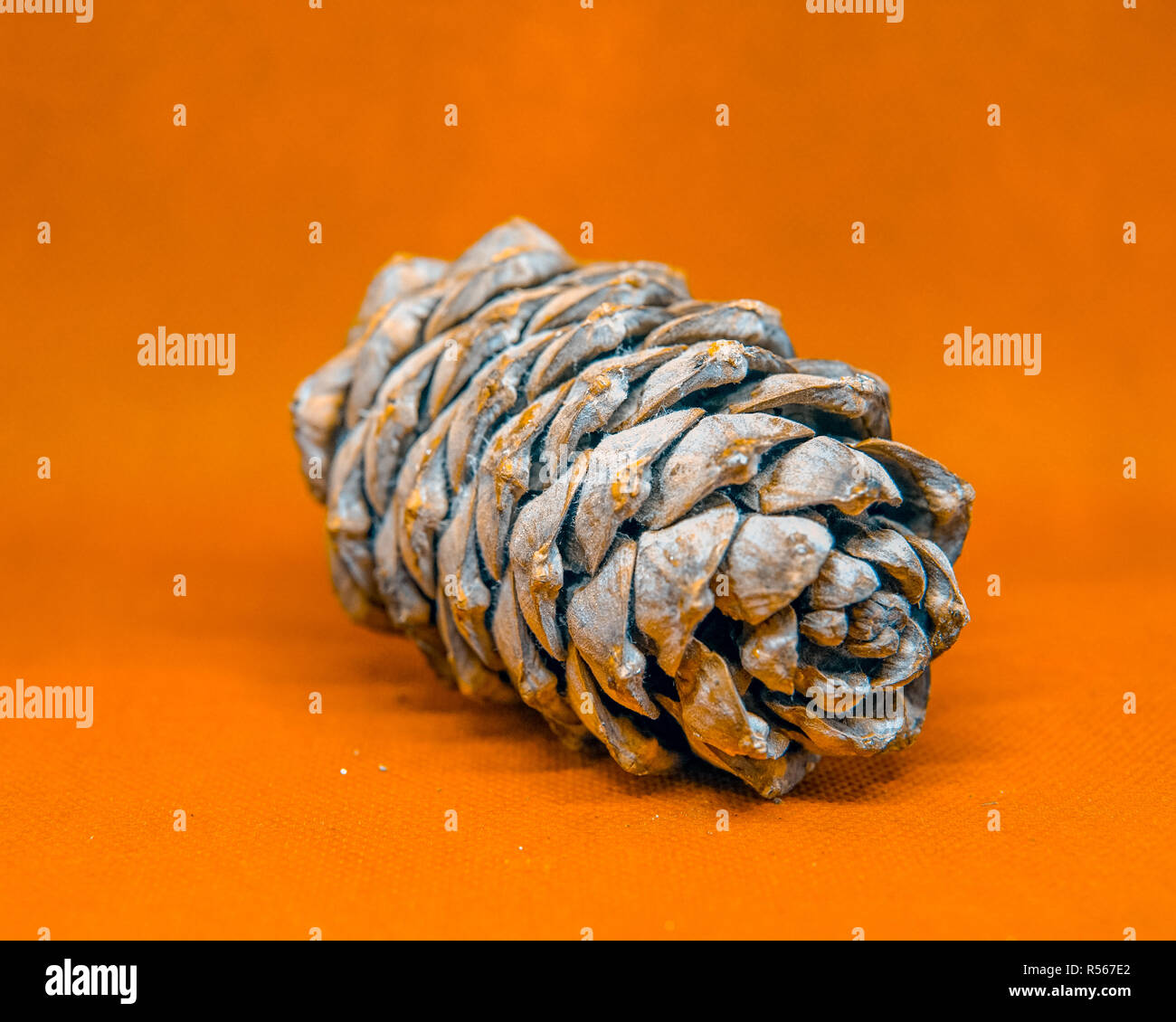 Pine cone, cedar bump on uniform background closeup Stock Photo - Alamy
