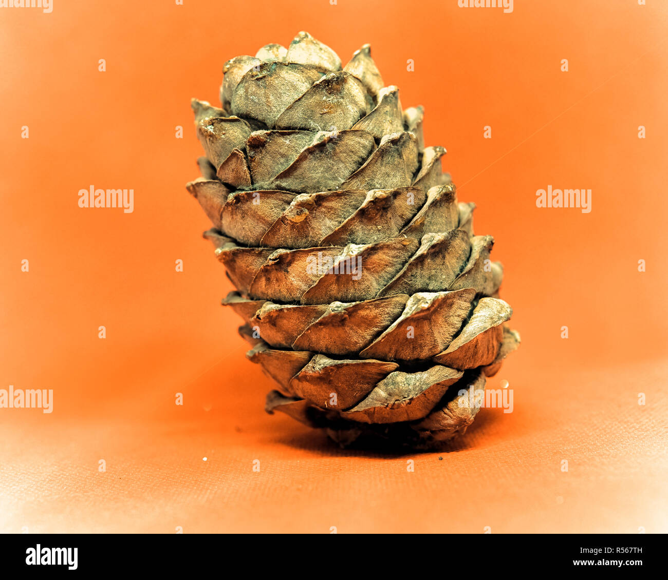 Pine cone, cedar bump on uniform background closeup Stock Photo - Alamy