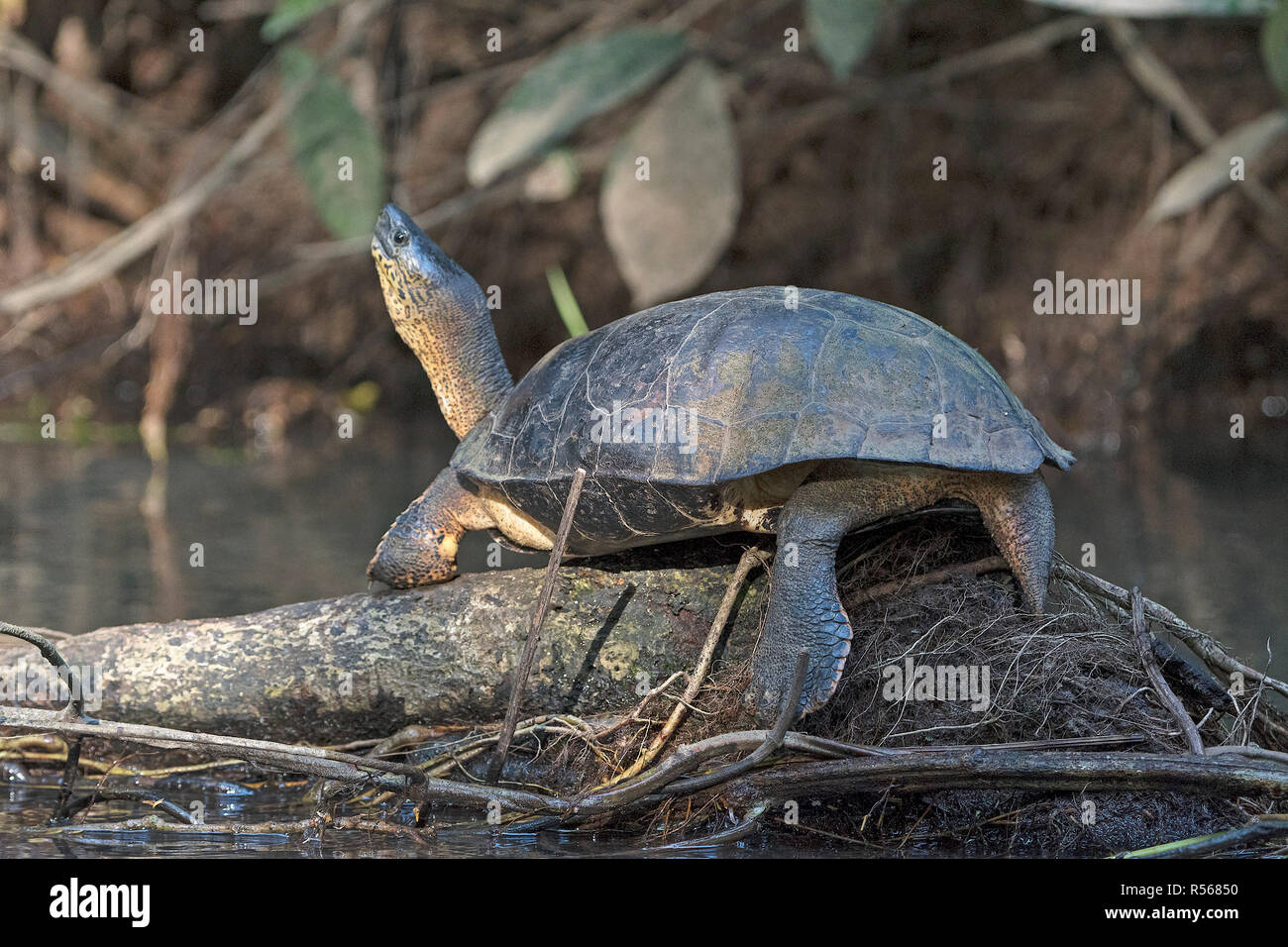 Black Wood Turtle Rhinoclemmys Funerea High Resolution Stock ...