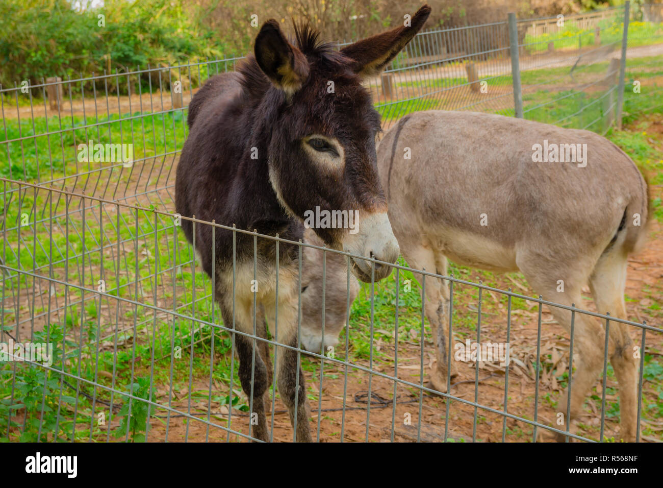 Brown donkey behind metal hi-res stock photography and images - Alamy