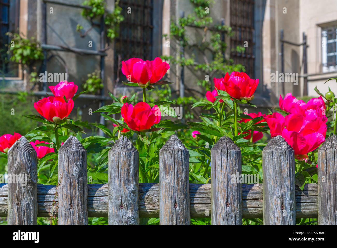Hunter fence hi-res stock photography and images - Alamy
