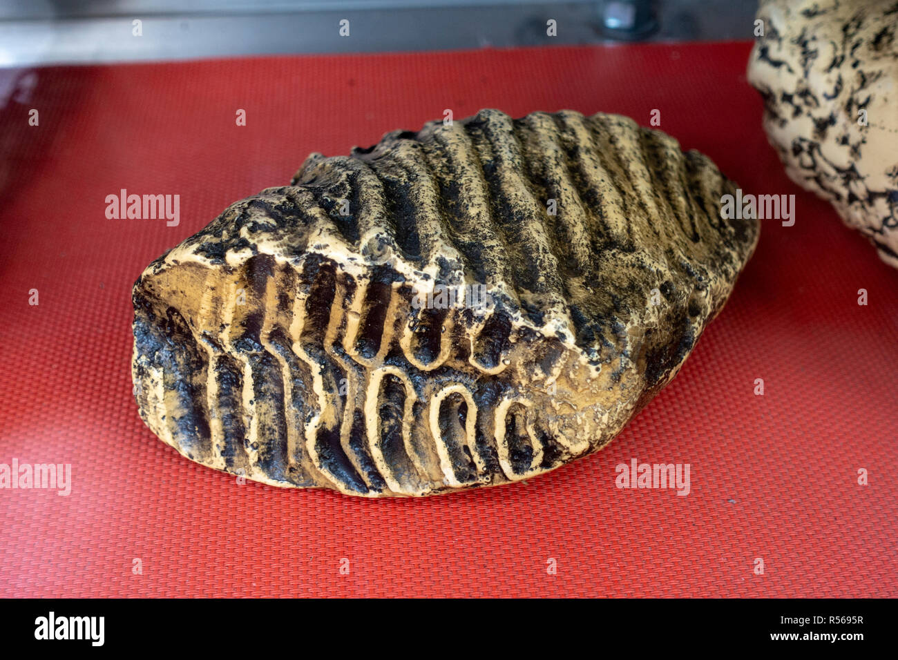 Fossil tooth hi-res stock photography and images - Alamy