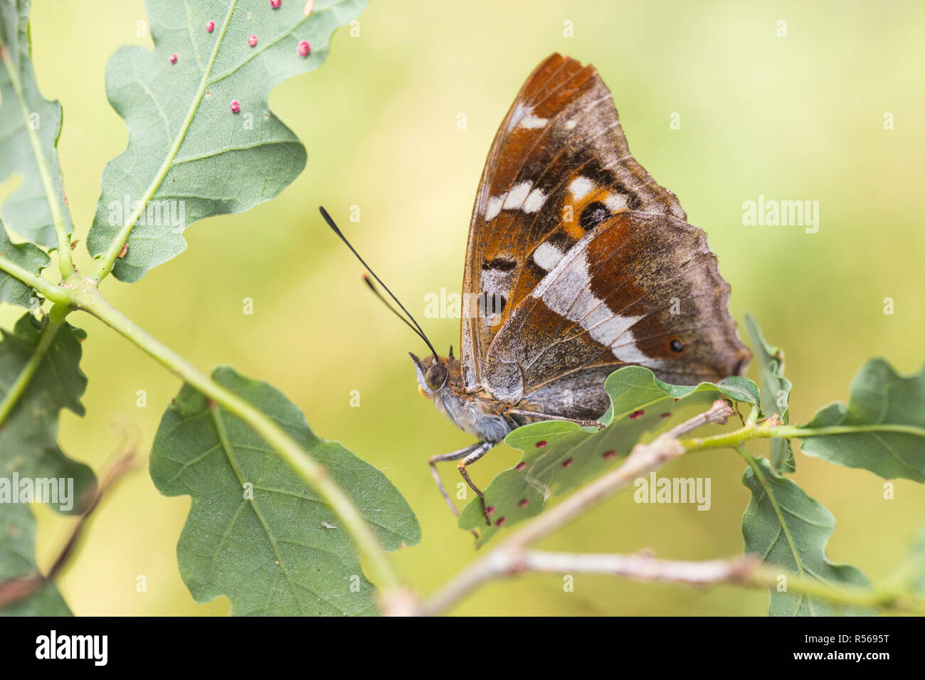 Purple emperor butterfly oak hi-res stock photography and images - Alamy